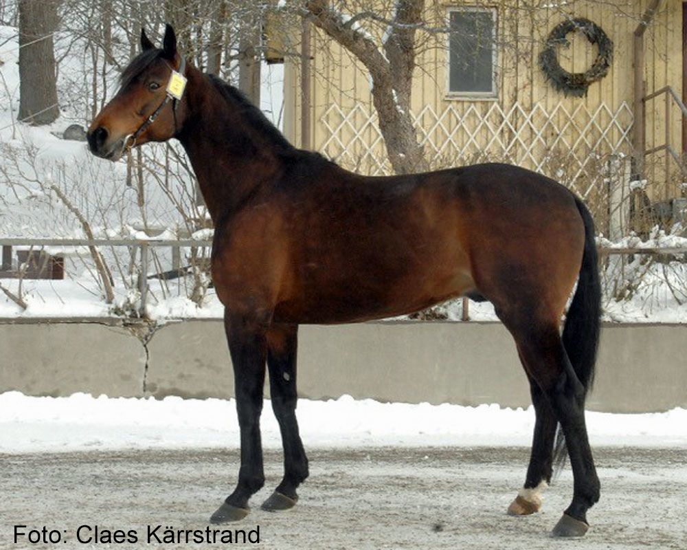 Click Bait – Breedly