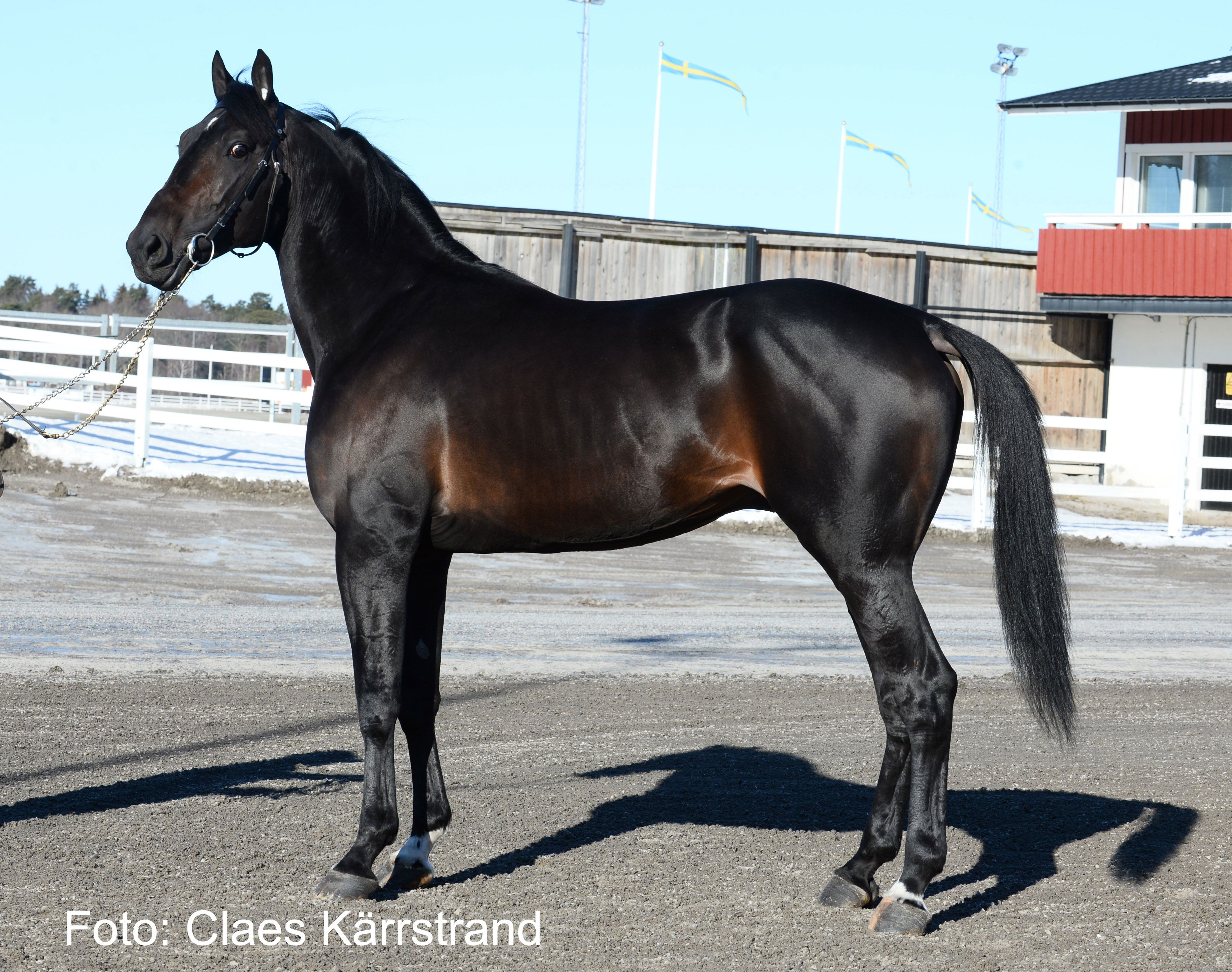 El Diablo B.R. – Breedly