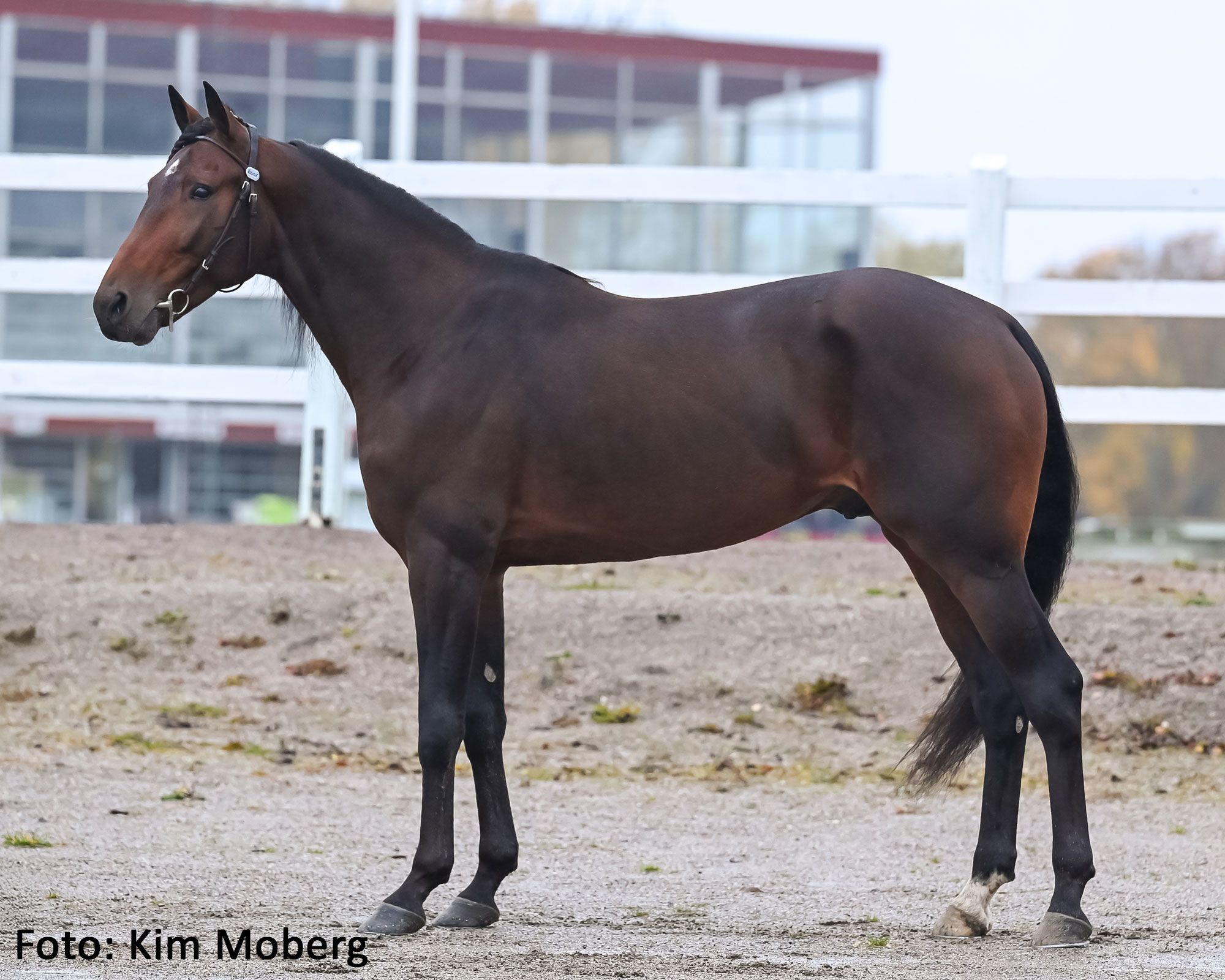 Far Wise As - Breedly