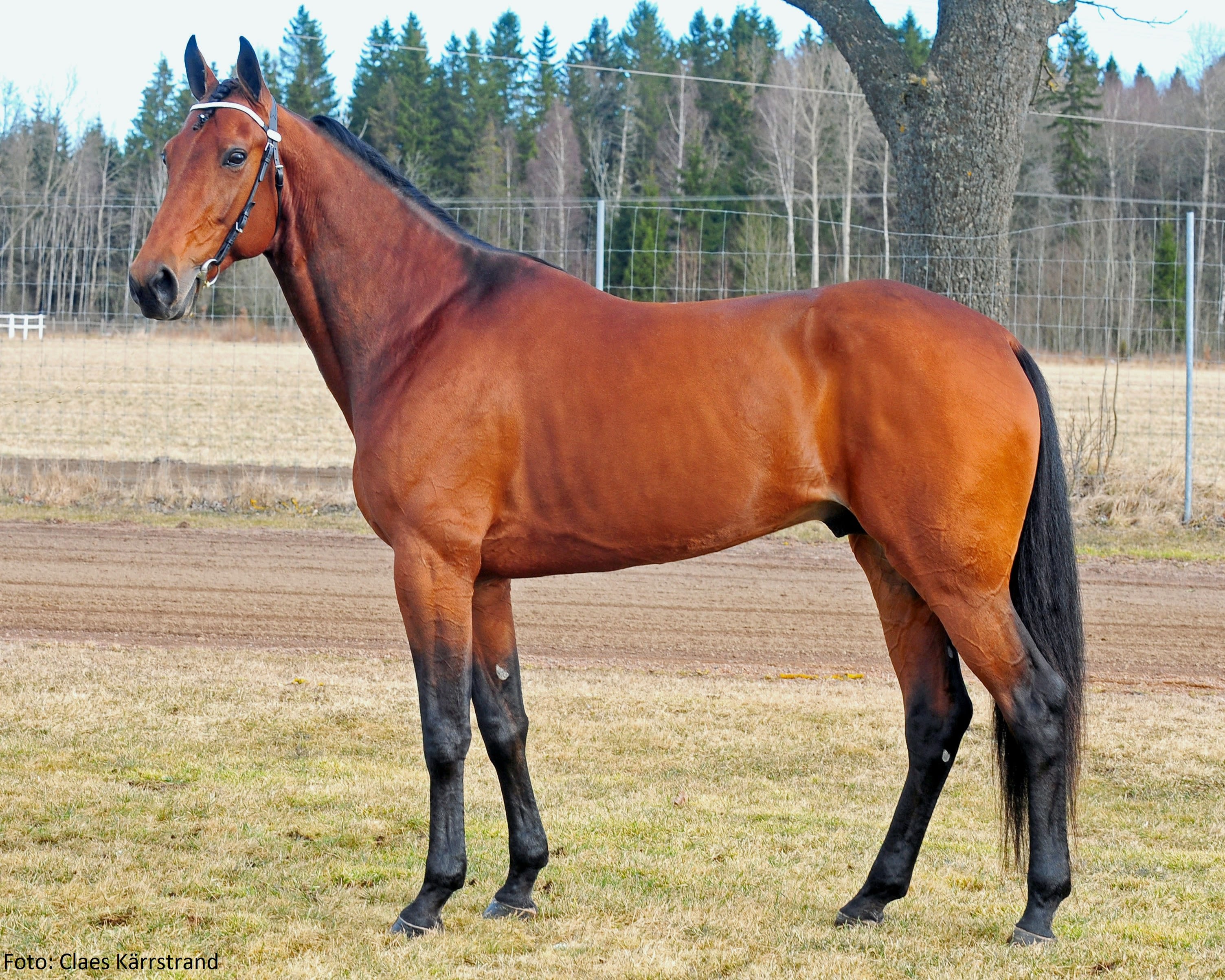 Hard Livin - Breedly