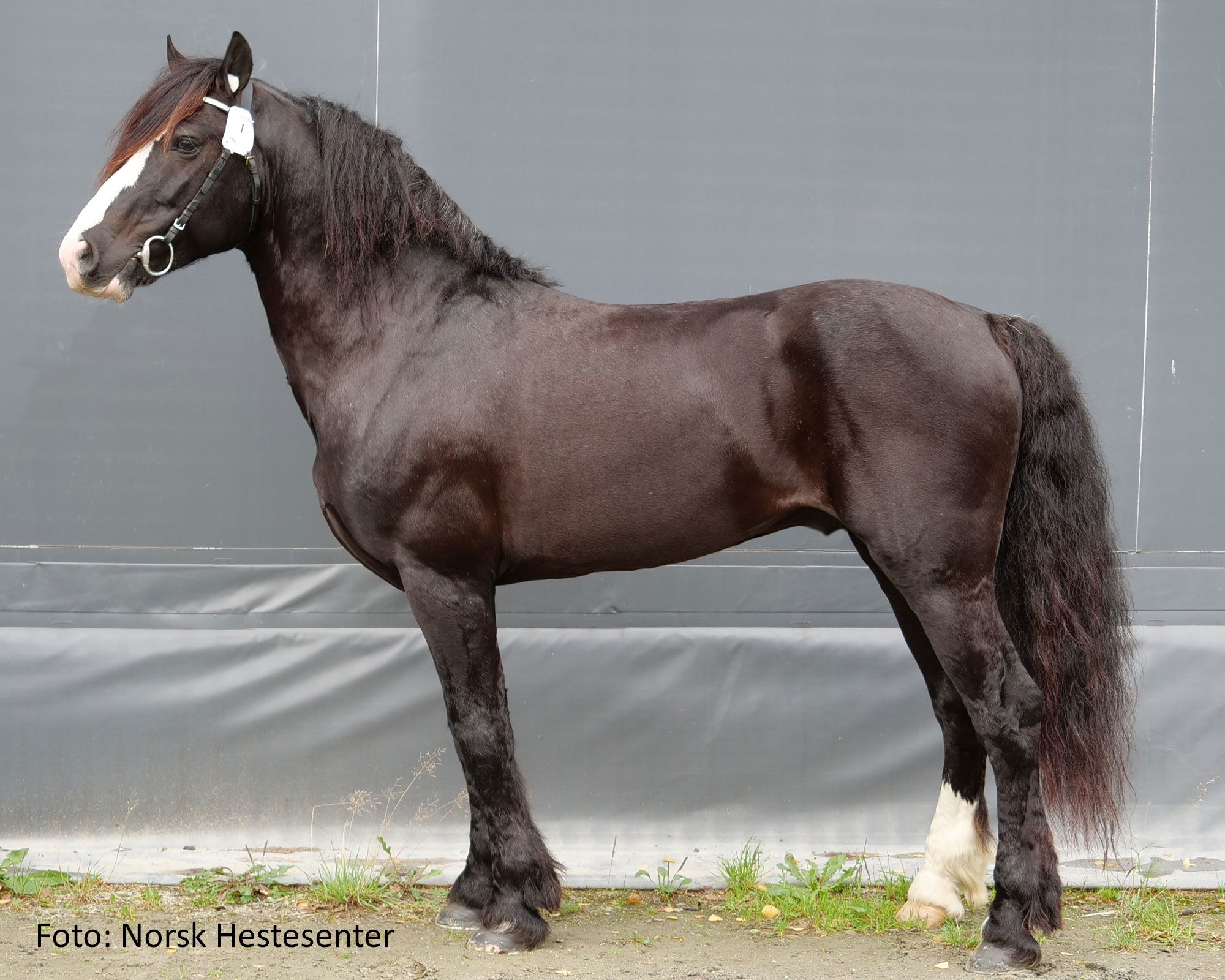 Kringlers Viktor - Breedly