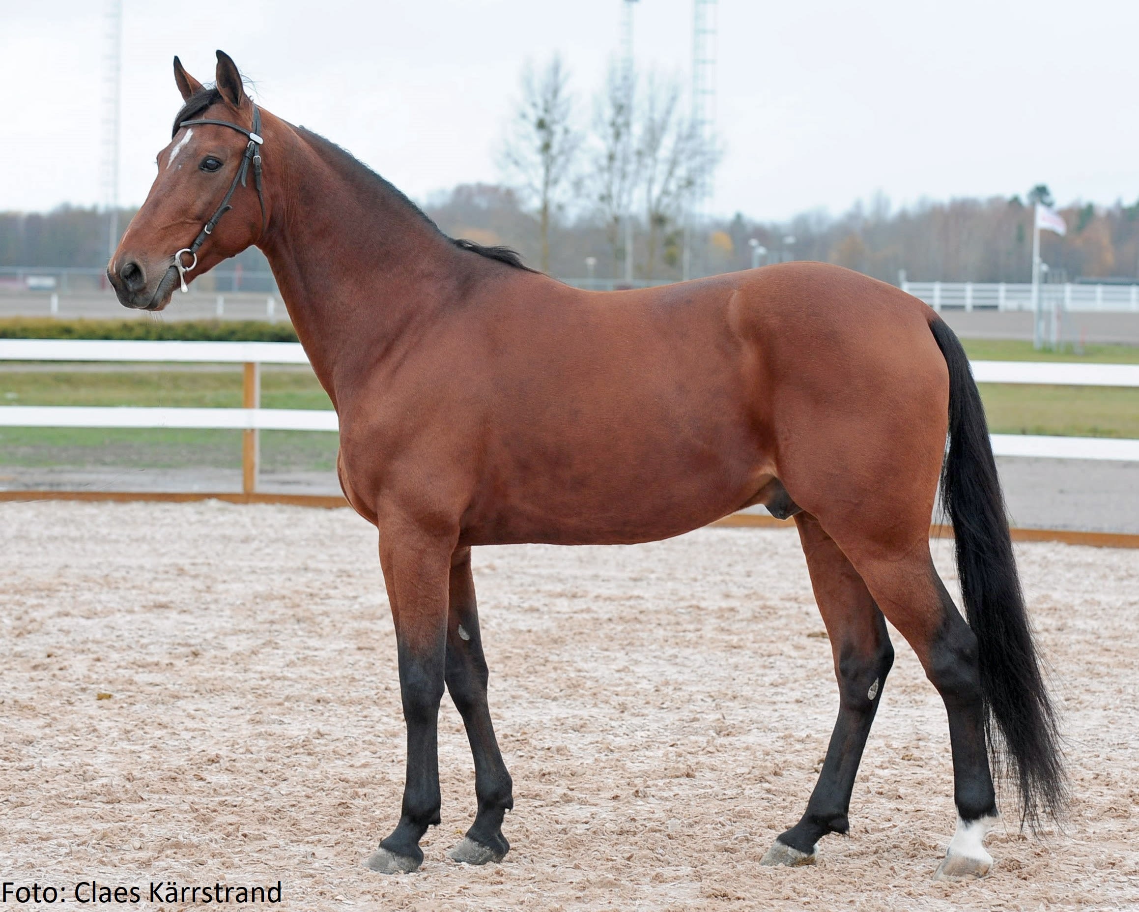 Lord Capar – Breedly