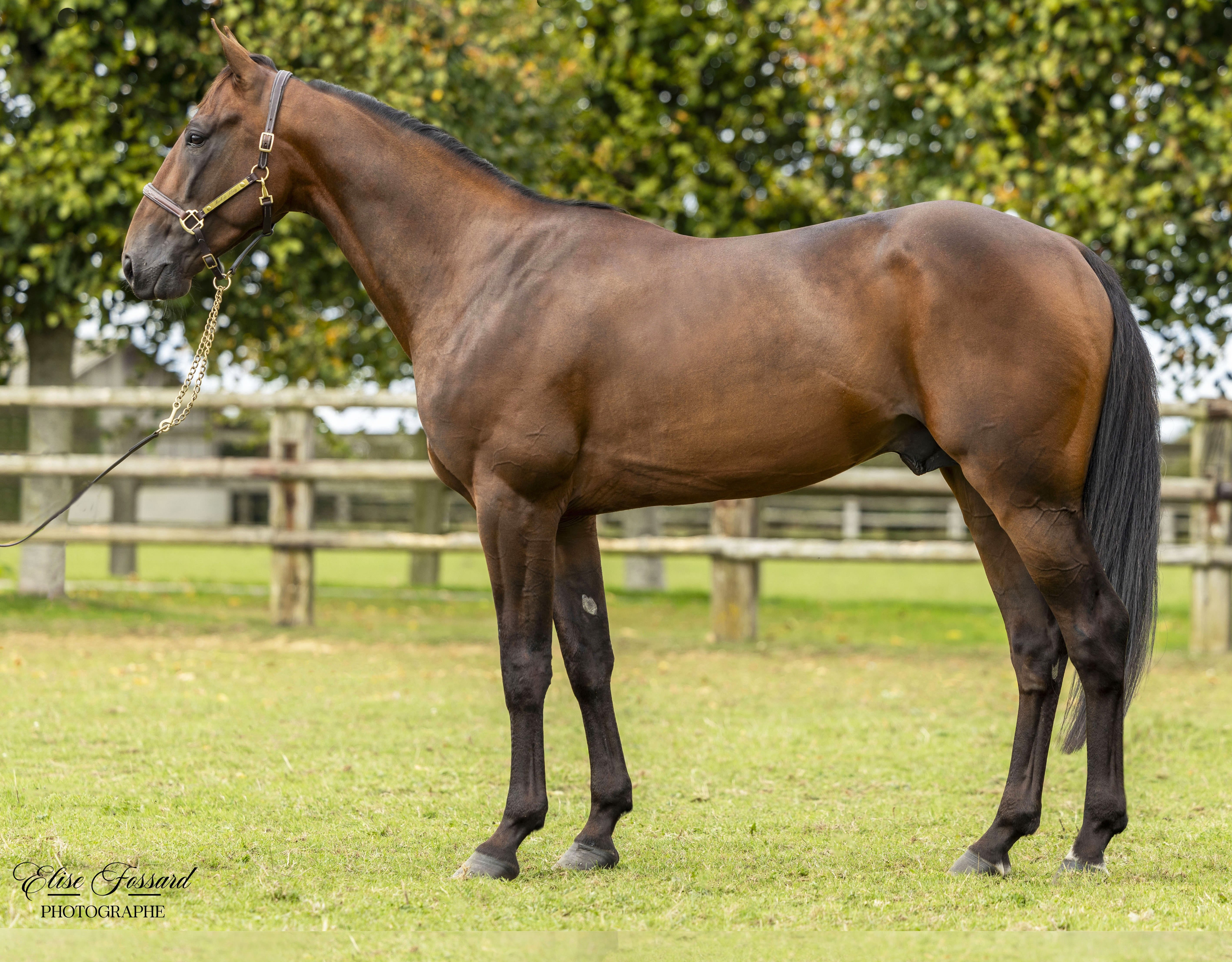 Mack de Blary - Avelsvärdering - Breedly