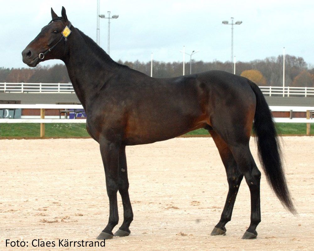 National Prince - Breedly