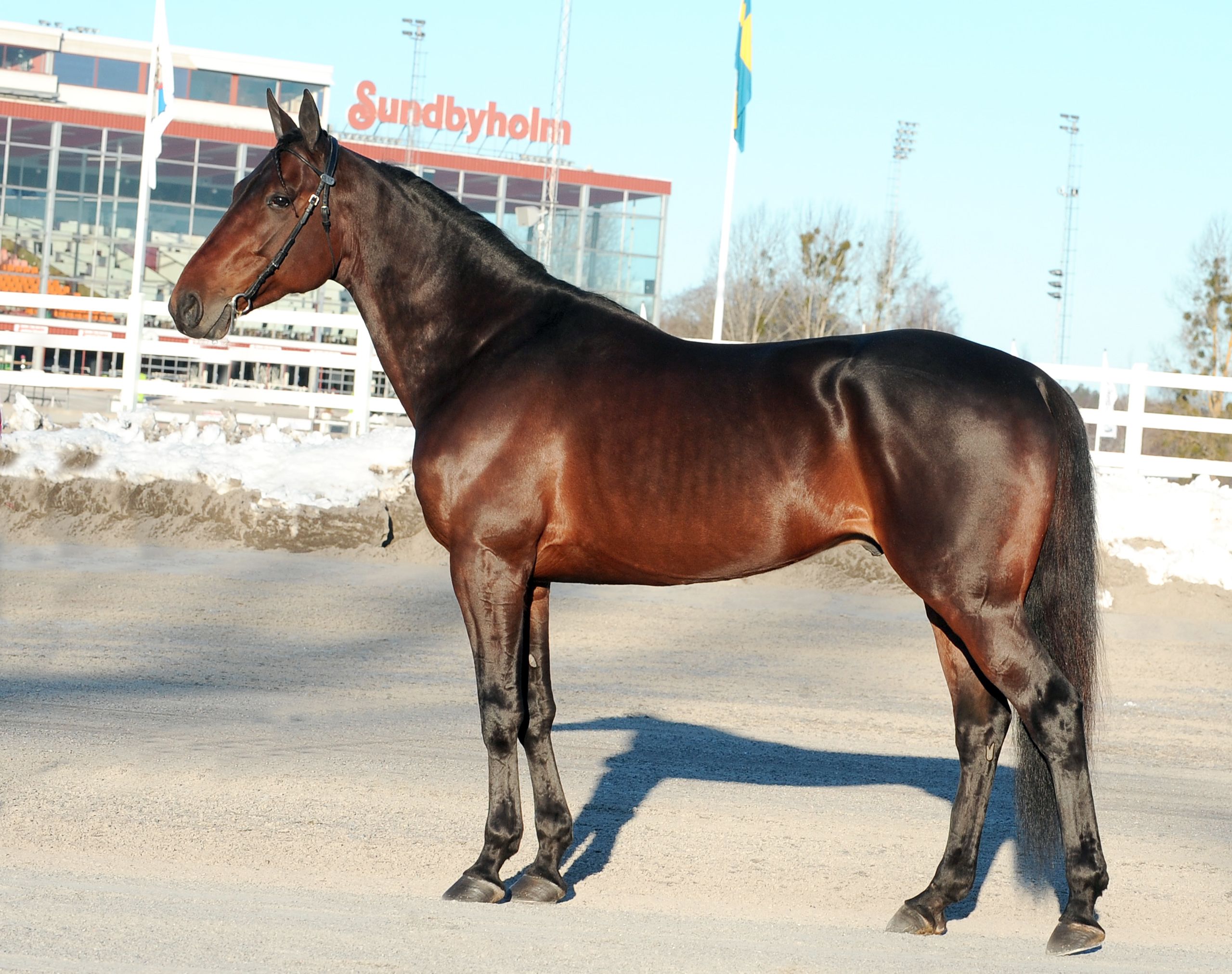 Poet Broline – Breedly