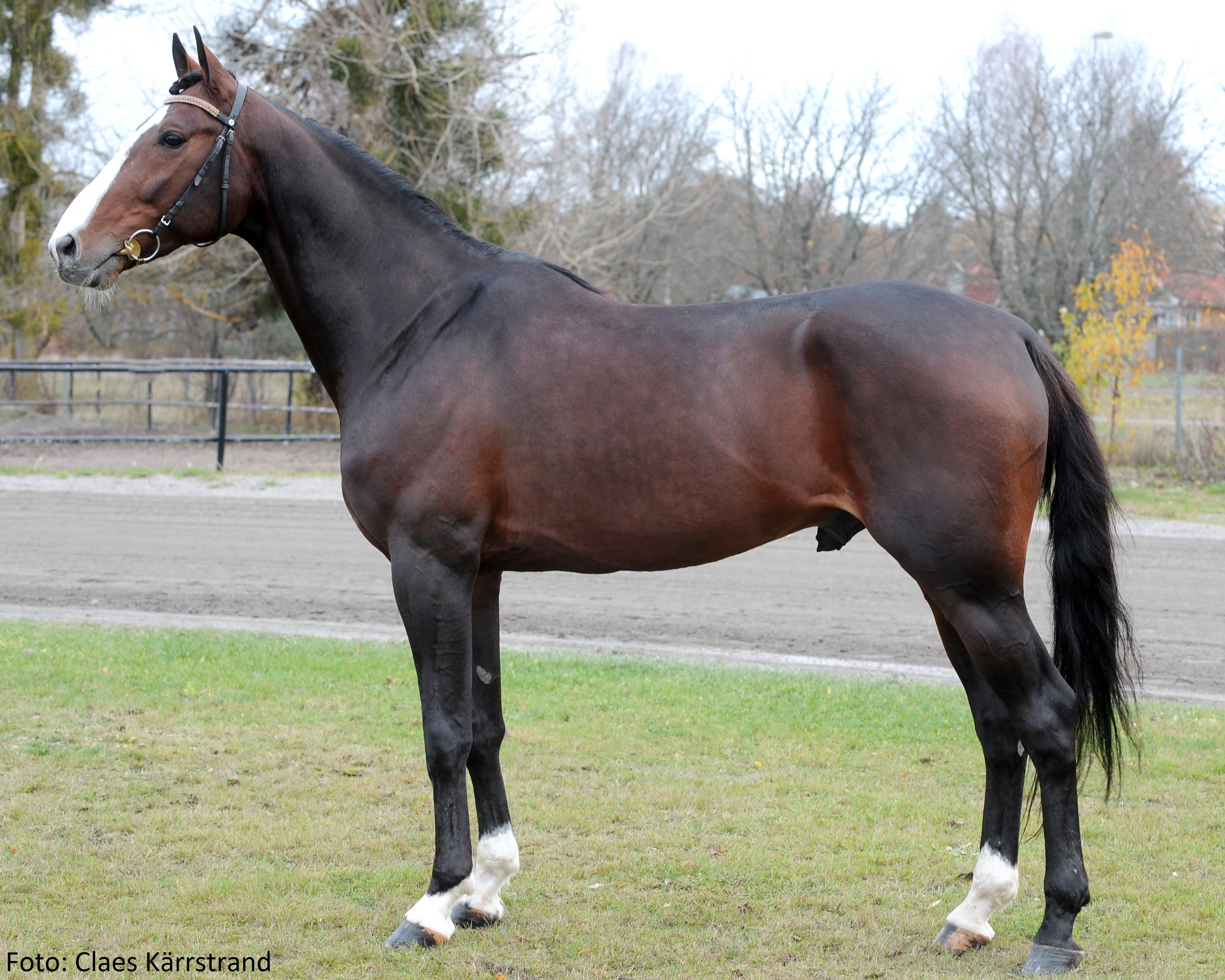 Racing Mange - Breedly