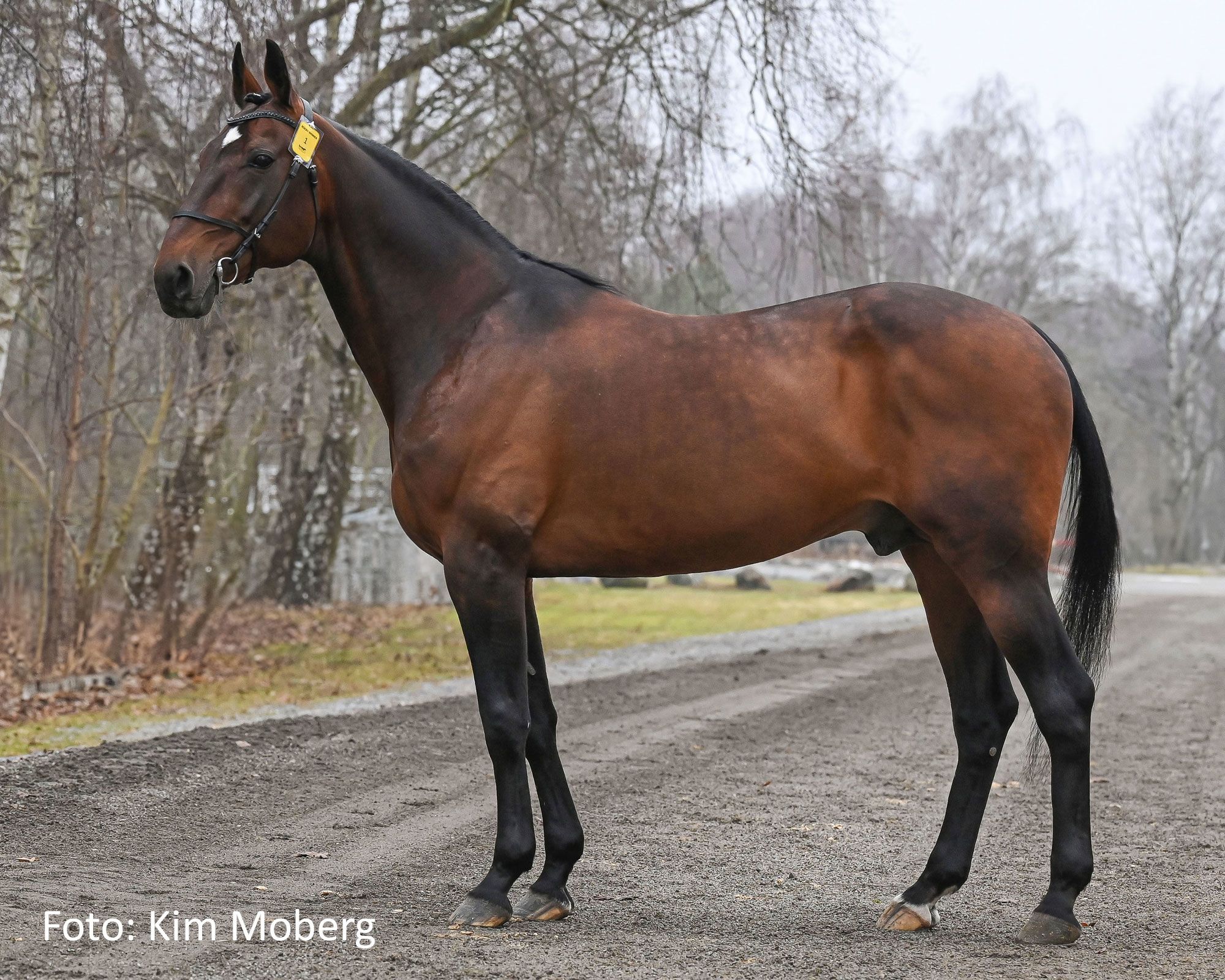 Rocky Winner - Breedly