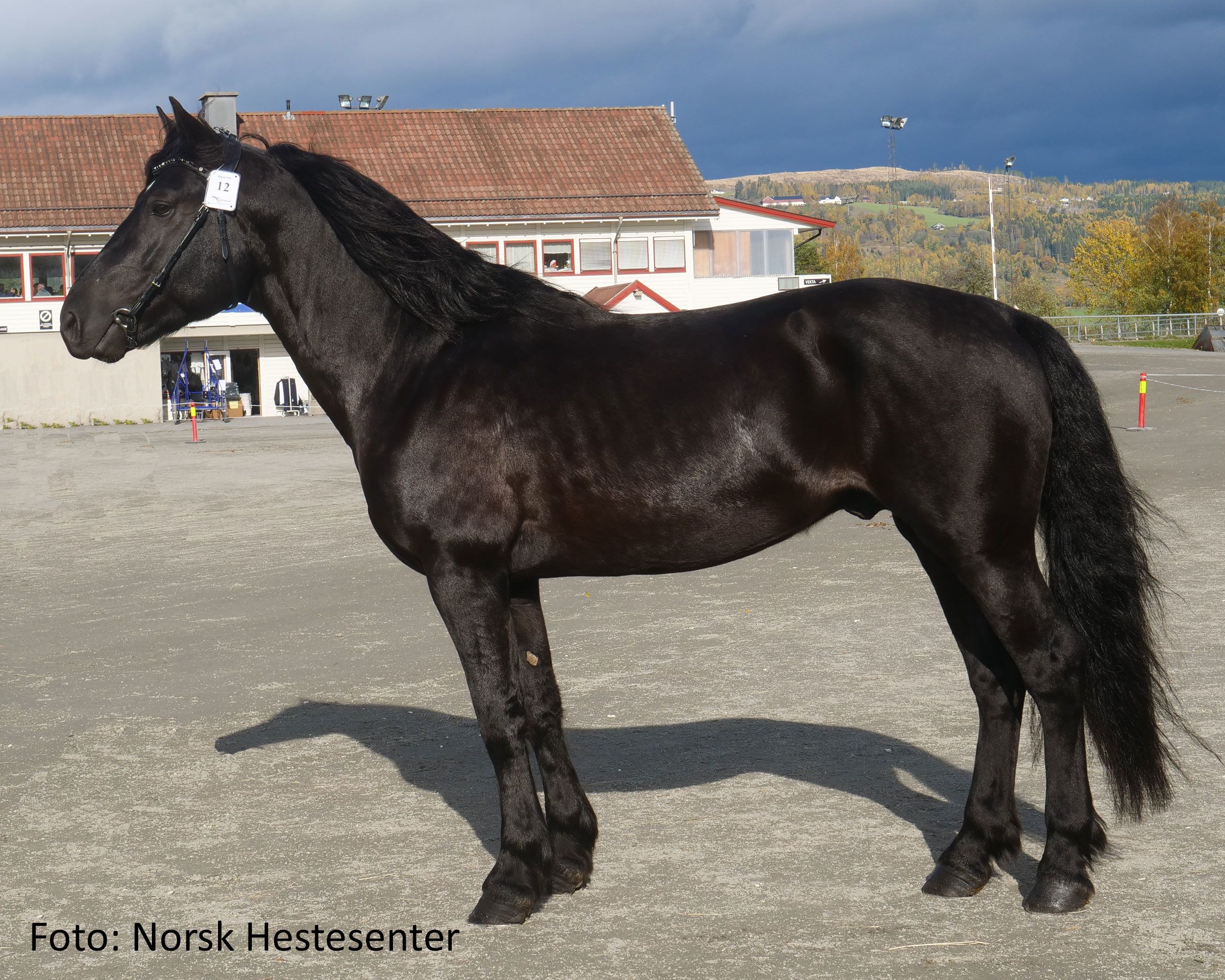 Sigve H.R. – Breedly