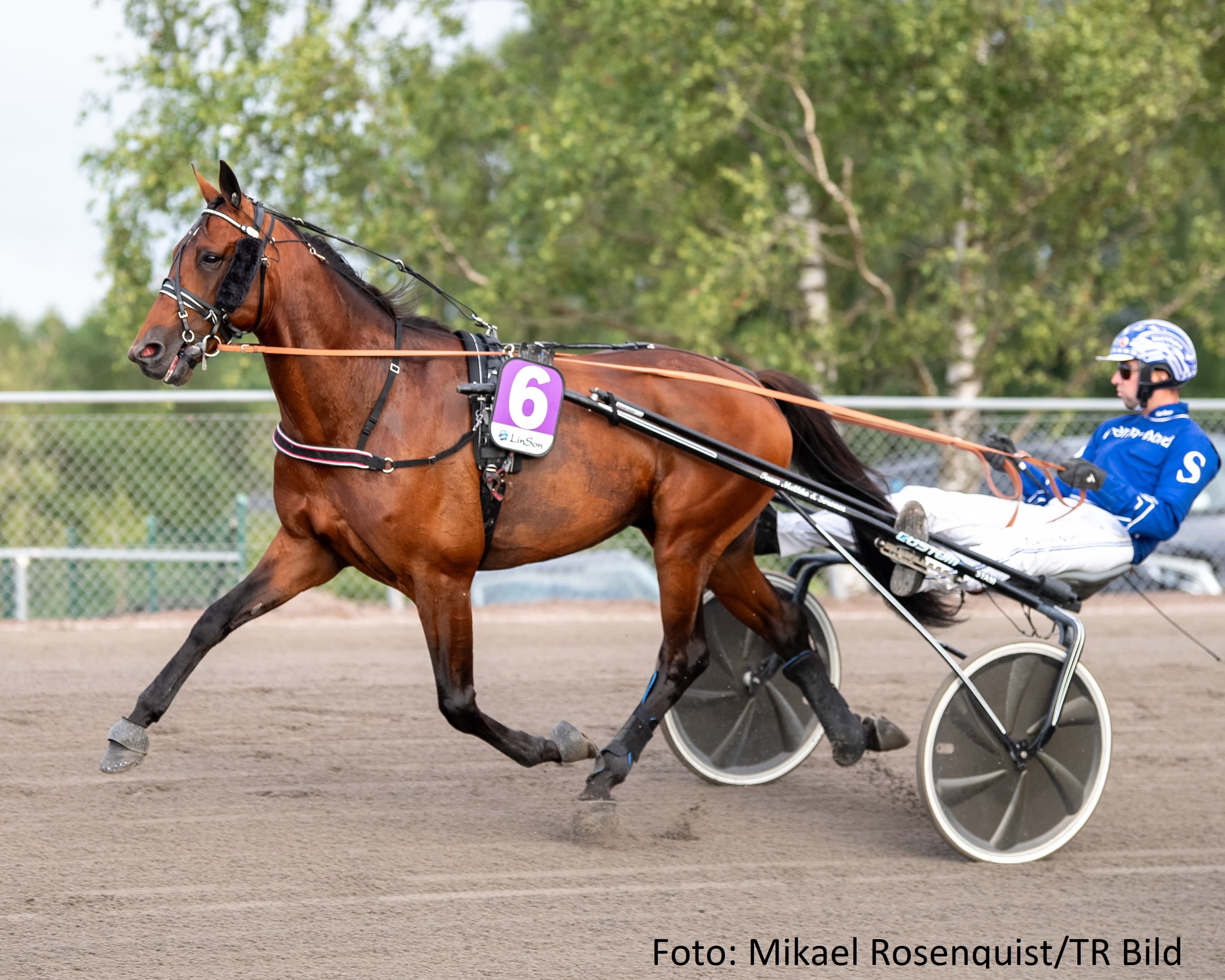 Staro Mack Crowe – Breedly