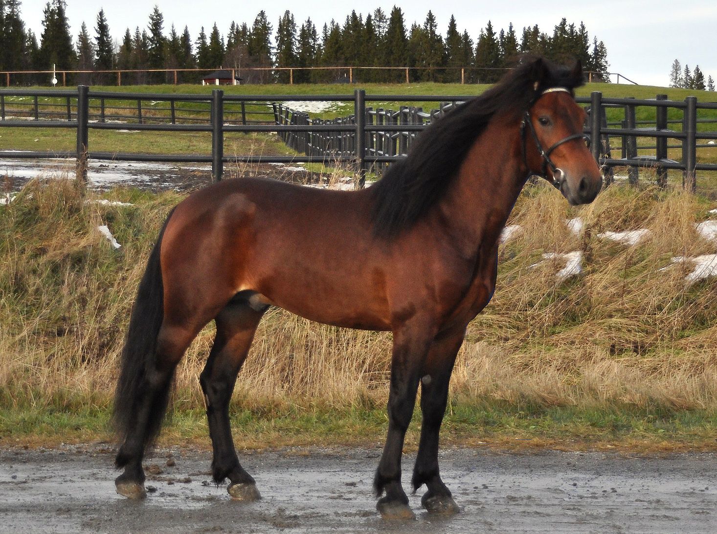 Storm Teddy - Breedly