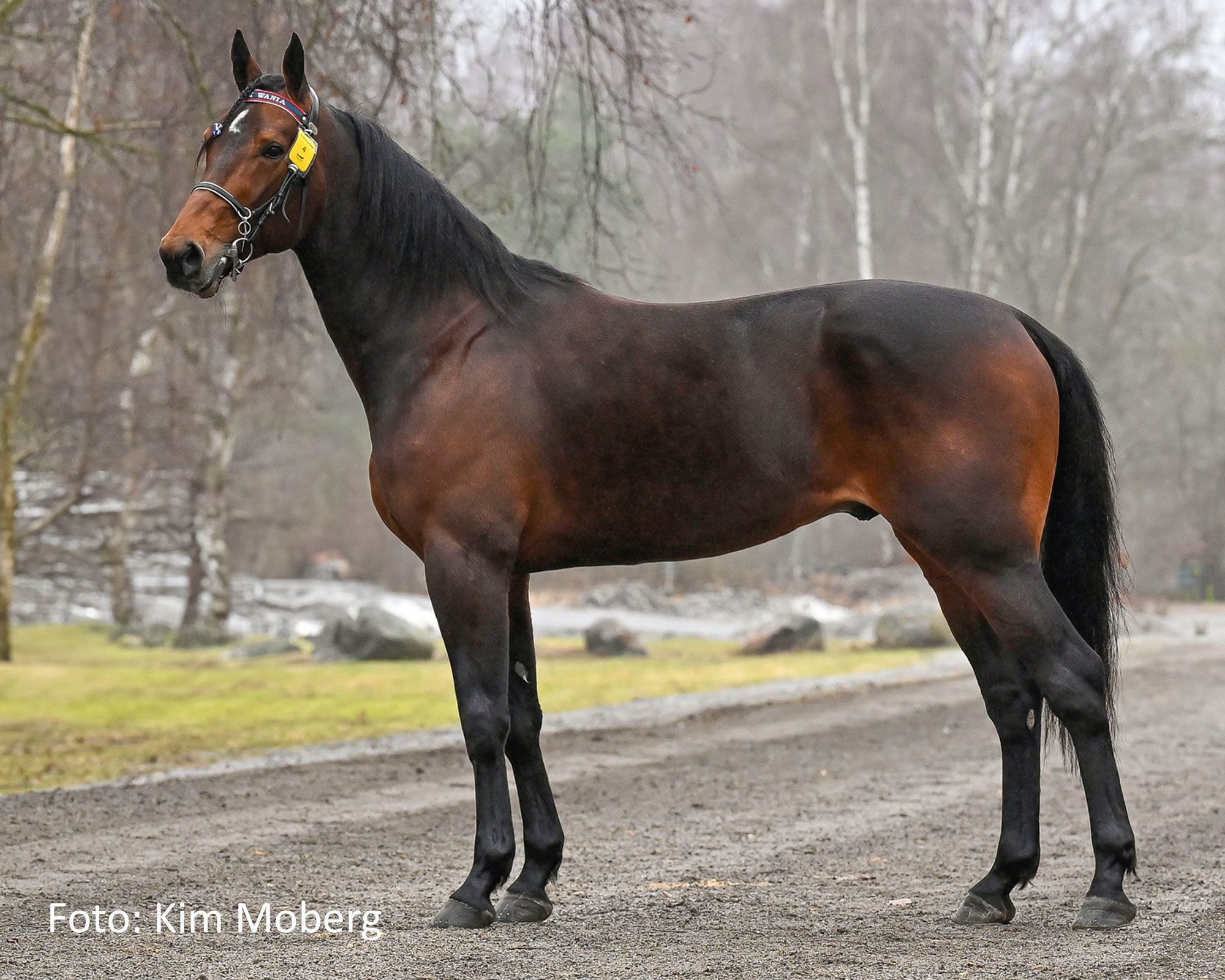 Tetrick Wania - Breedly