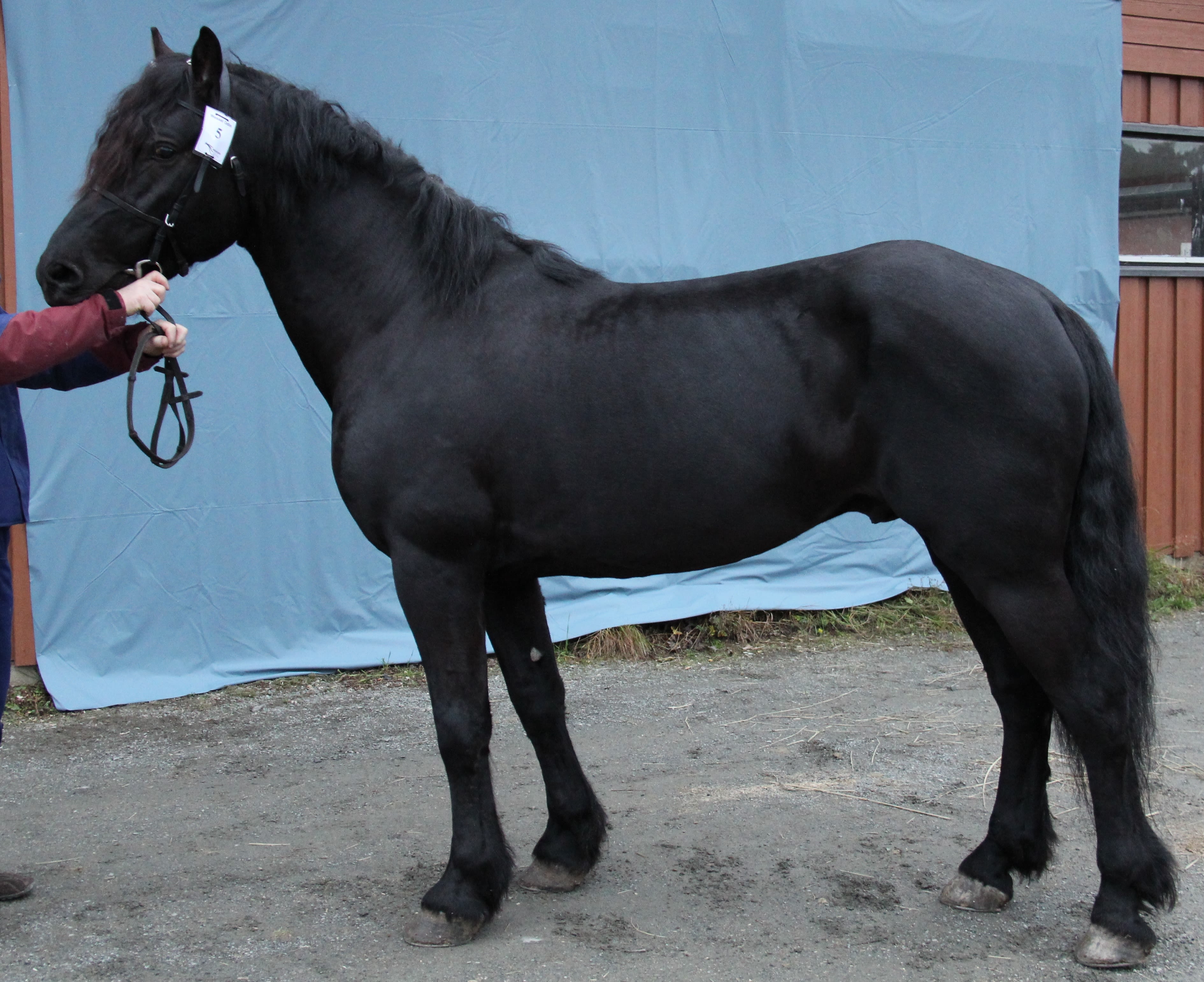 Wessel Odin - Breedly