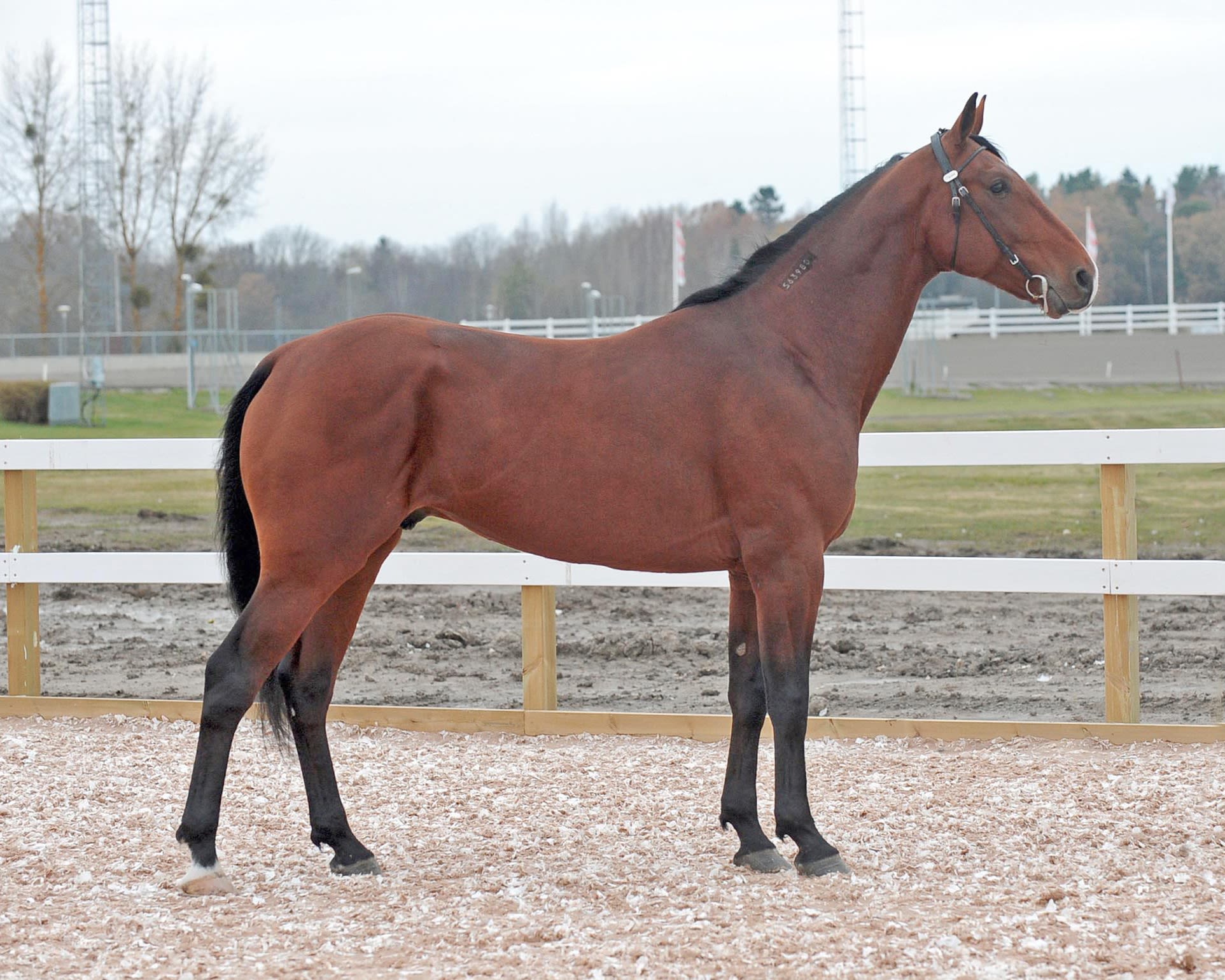 Winning Love - Breedly