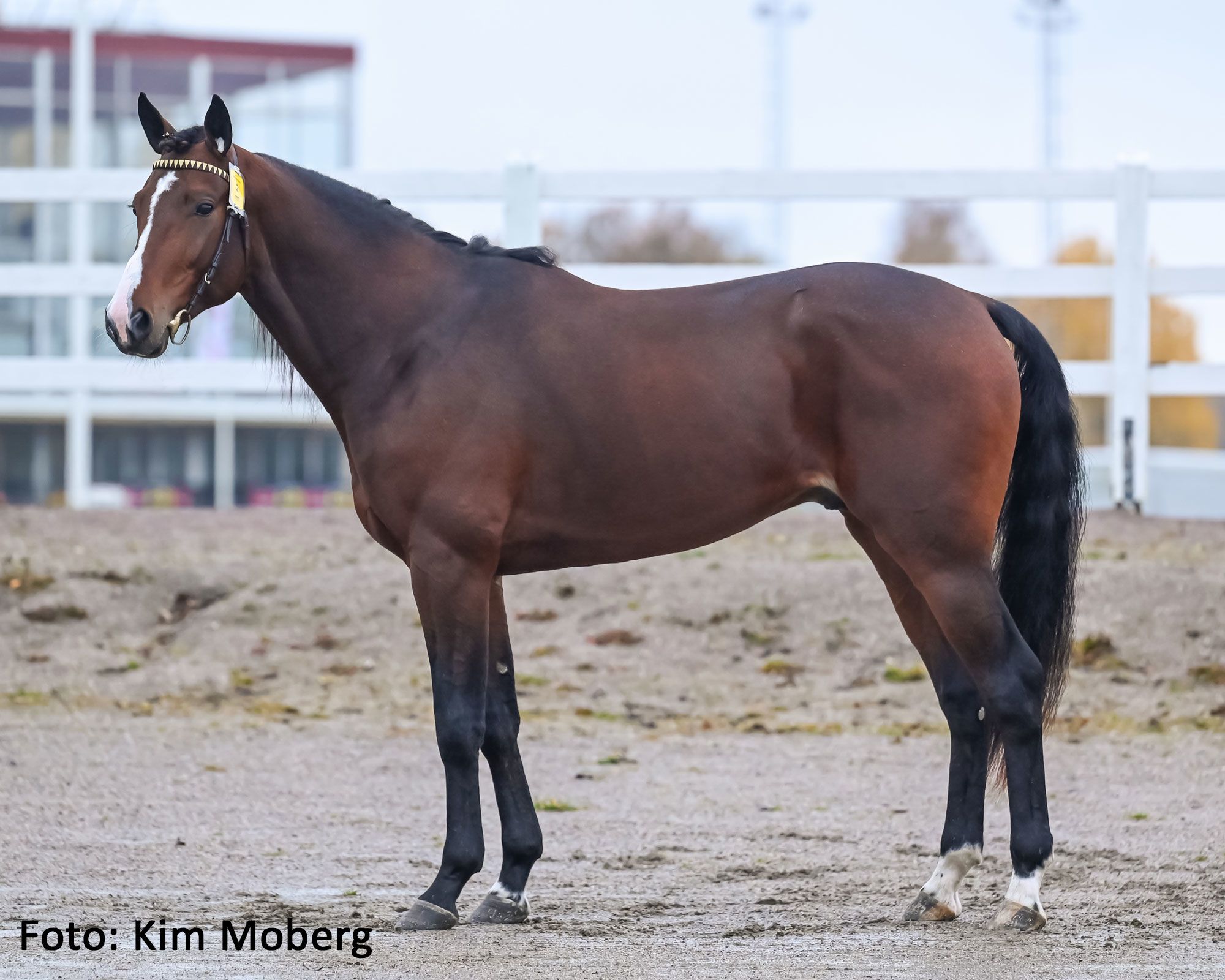 Wise Guy - Statistik - Breedly