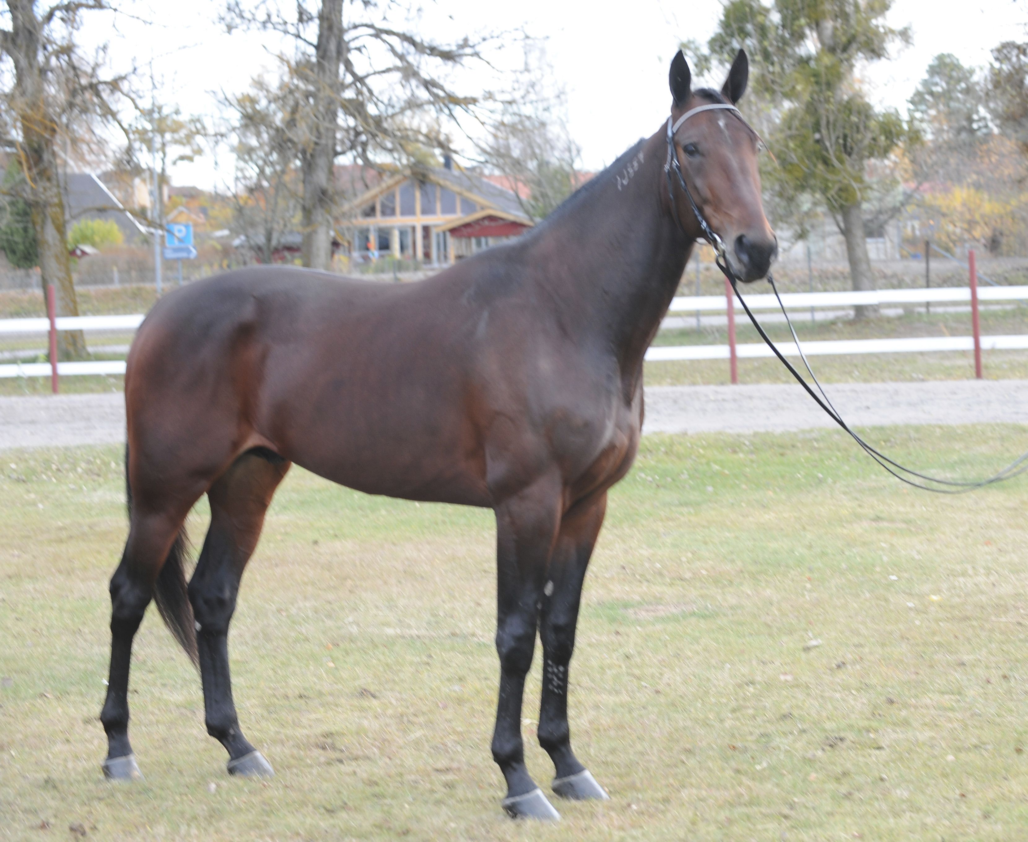 Propulsion – Avelsvärdering – Breedly