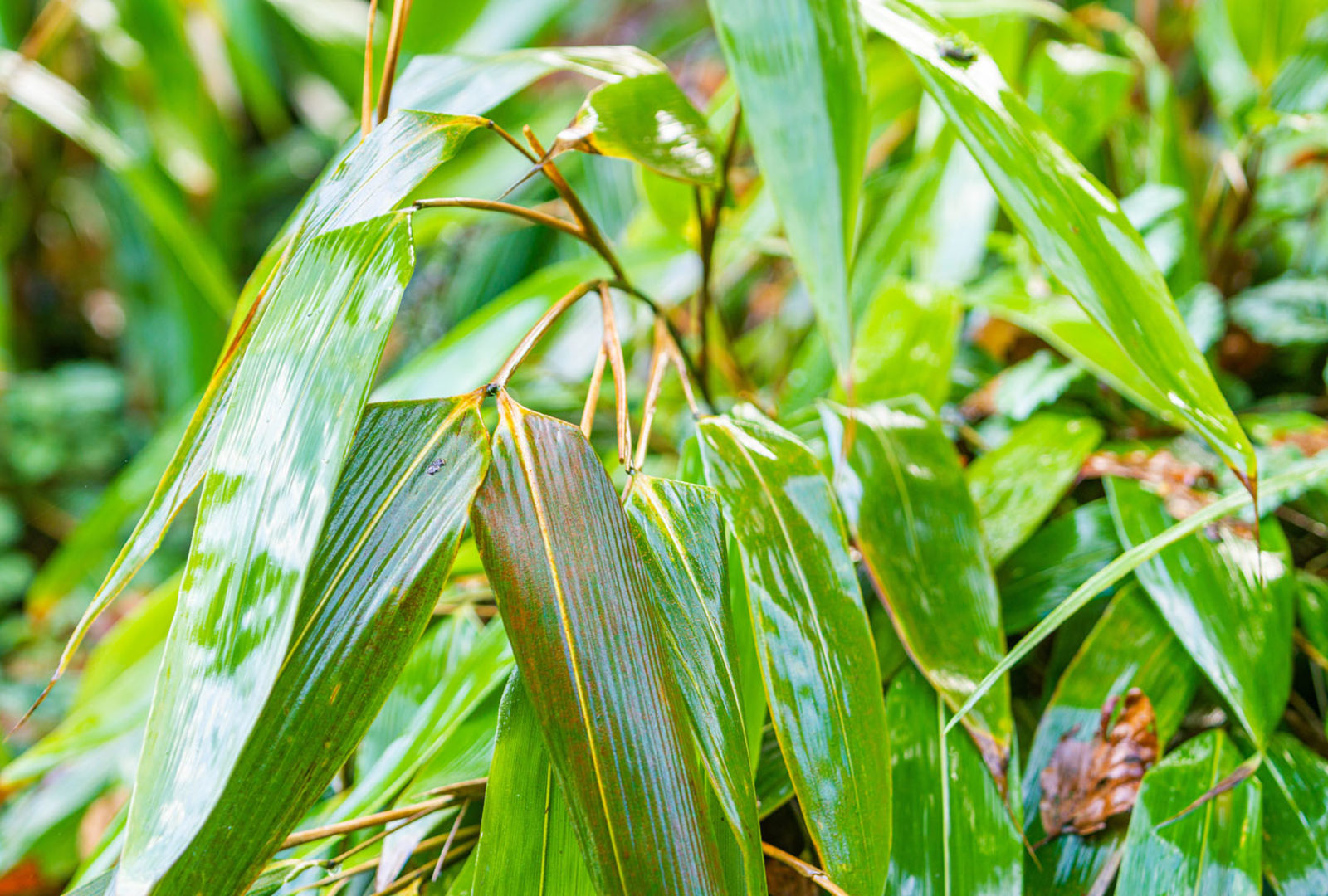 Indocalamus | Trebah Garden Cornwall
