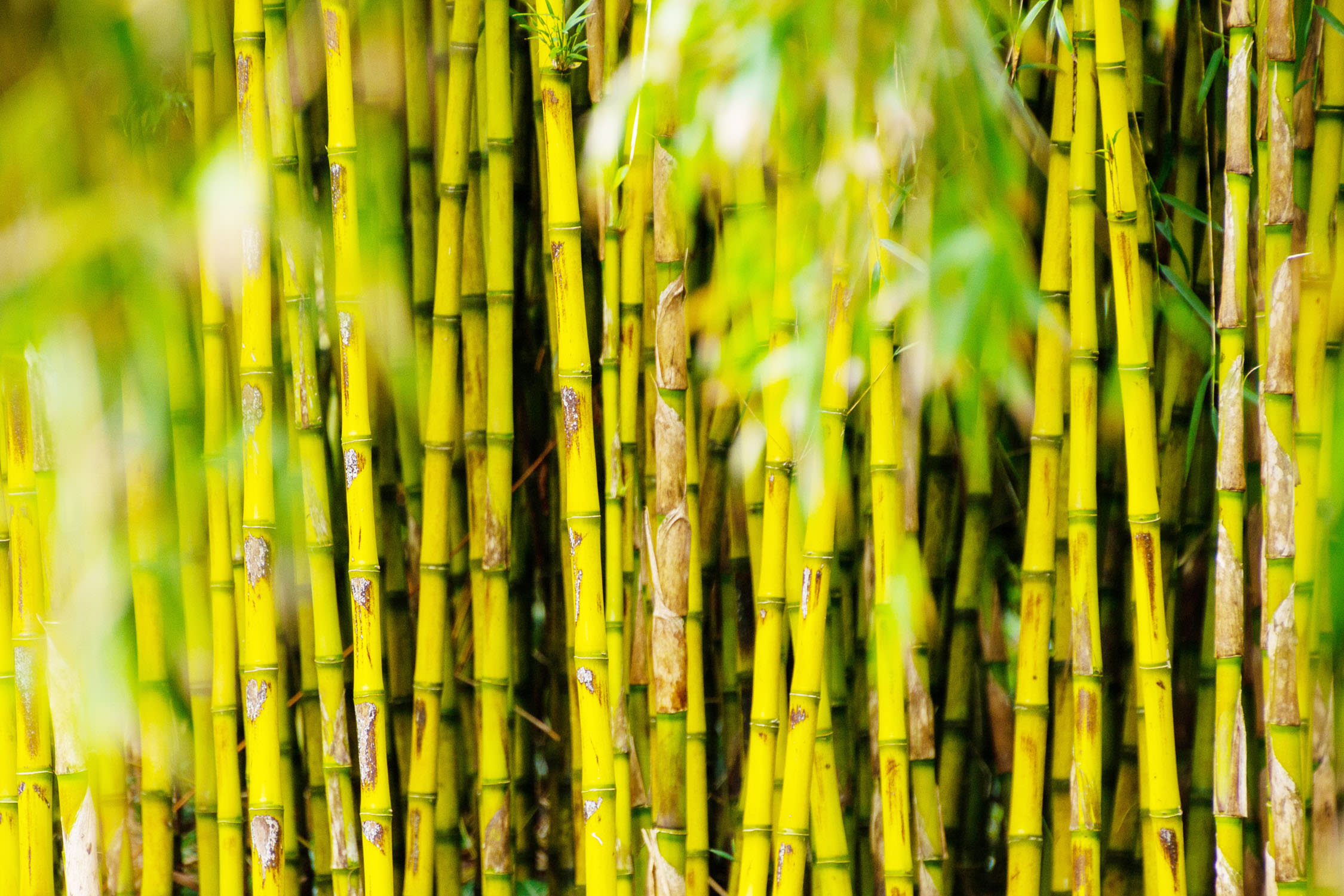Bamboozle | Trebah Garden Cornwall
