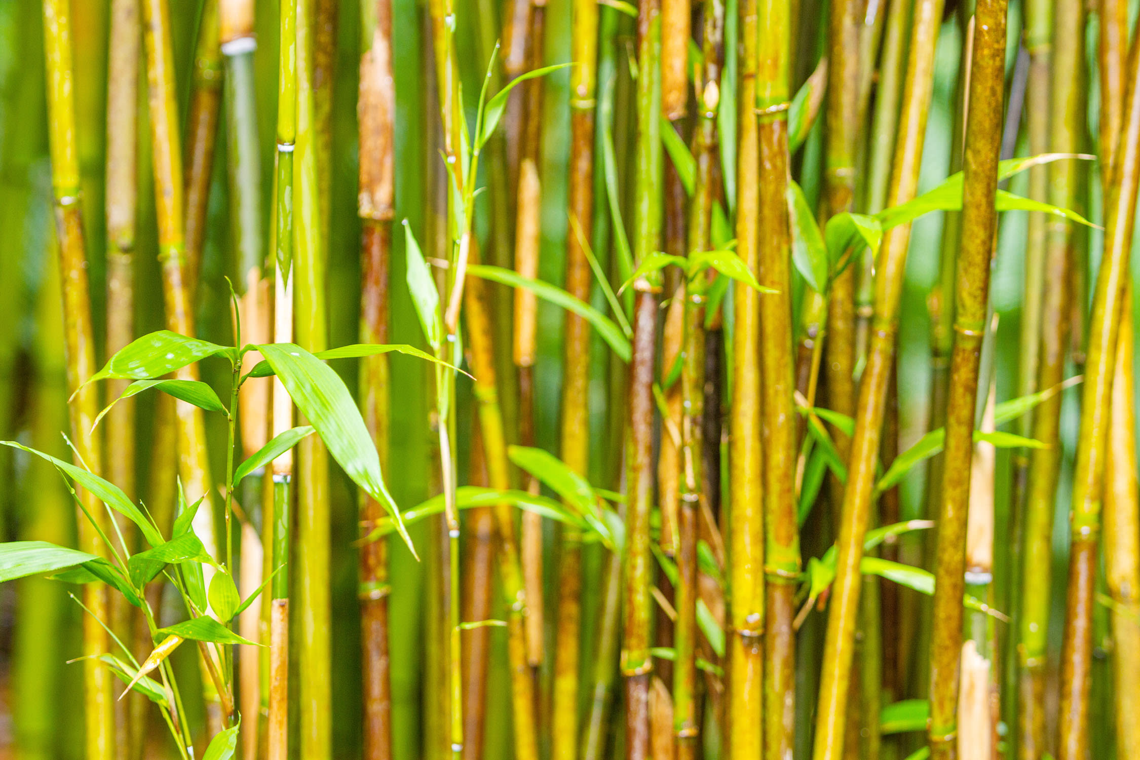 Bamboozle | Trebah Garden Cornwall