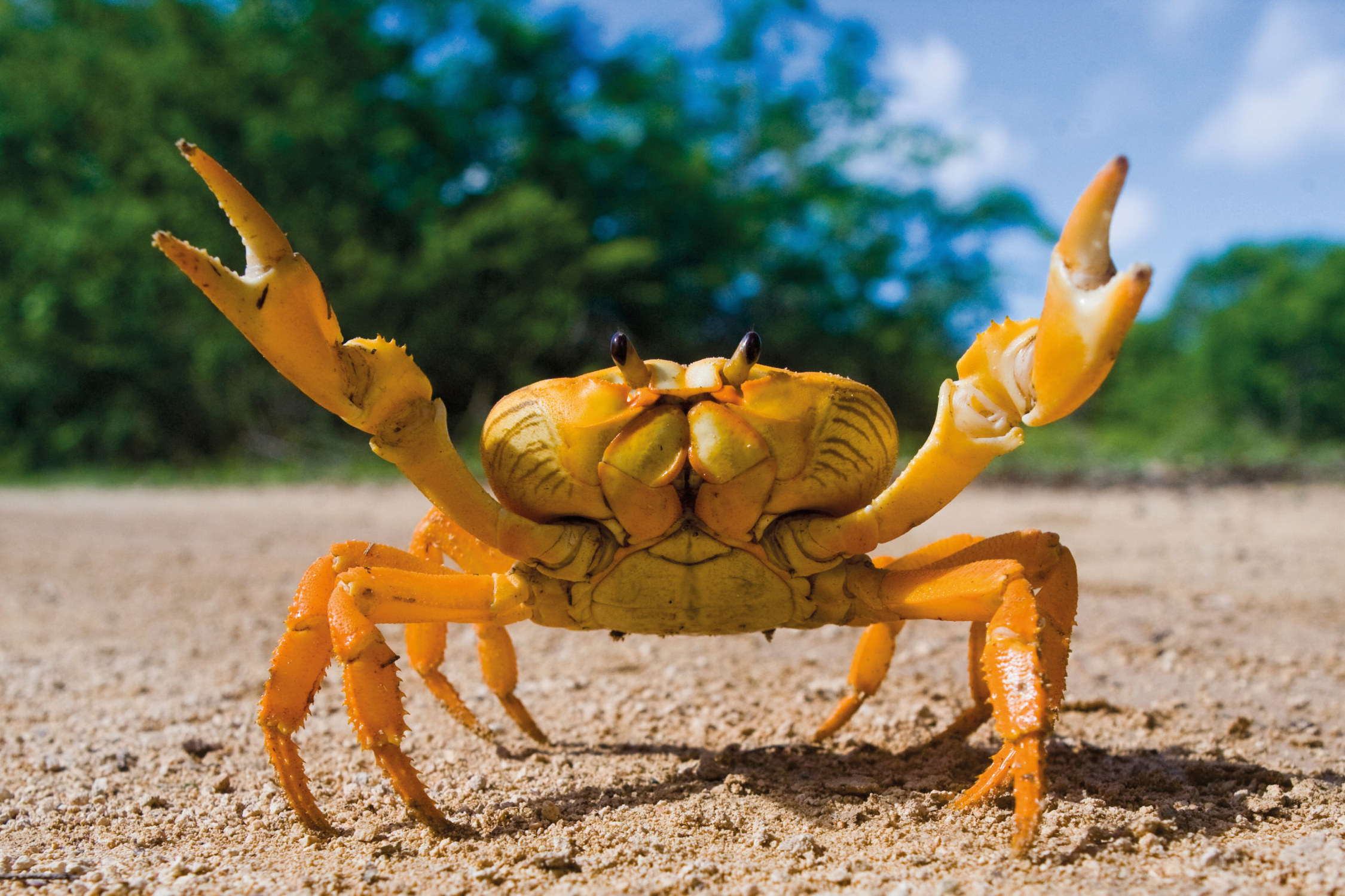 Crazy Crab Visits Trebah This Summer | Trebah Garden Cornwall
