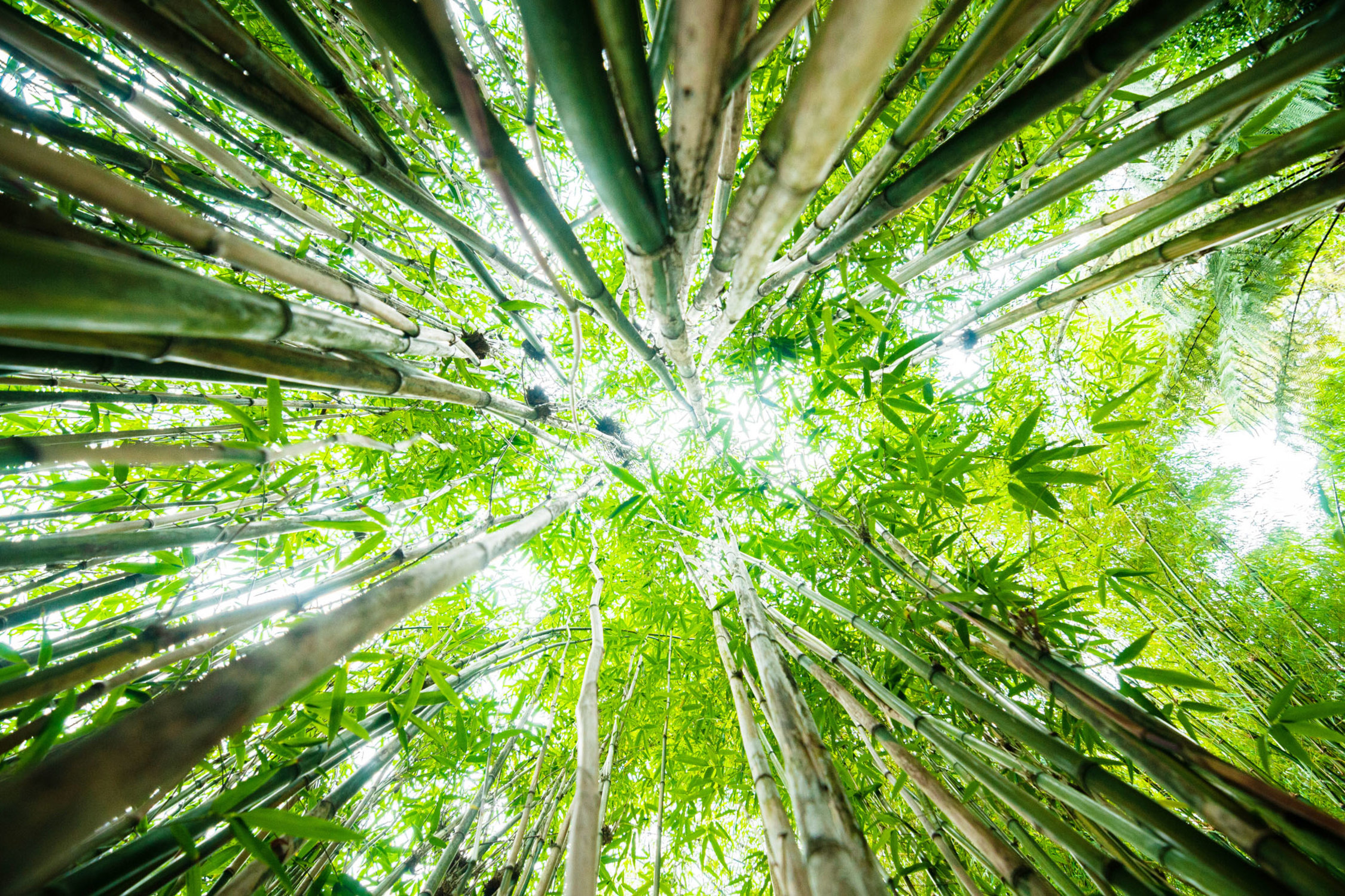 Bamboozle | Trebah Garden Cornwall