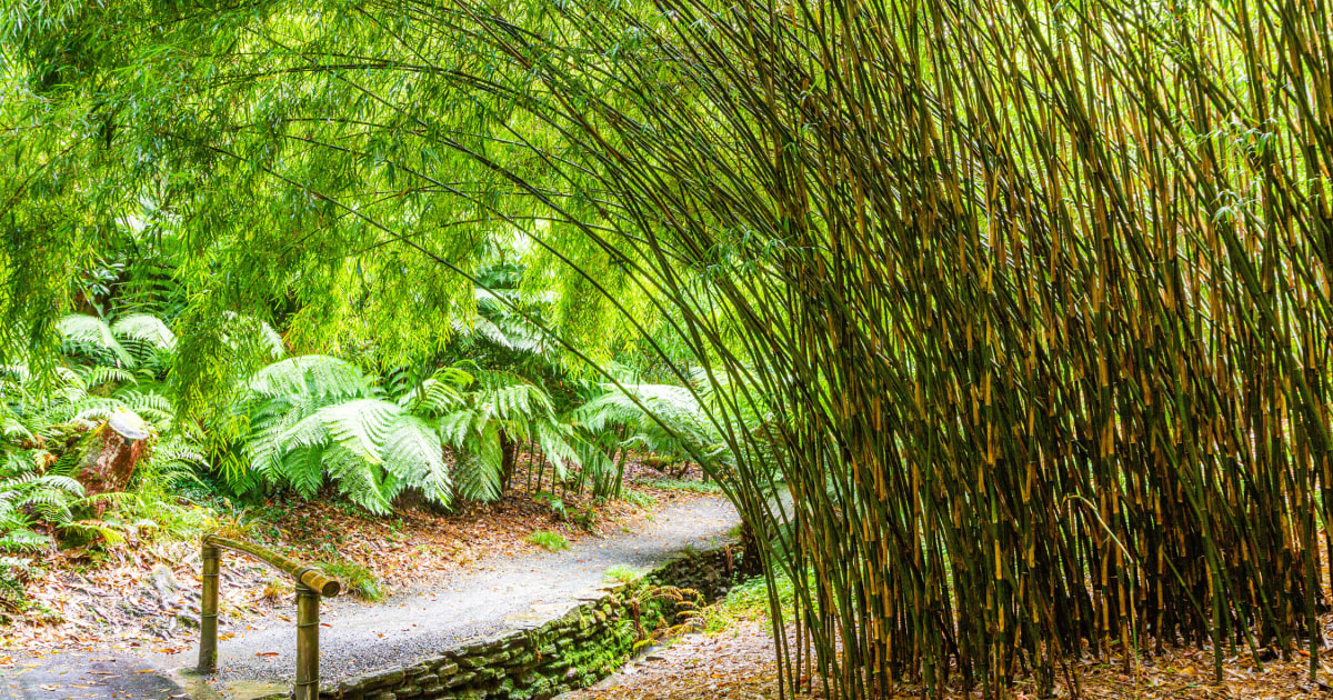 Yushania | Trebah Garden Cornwall