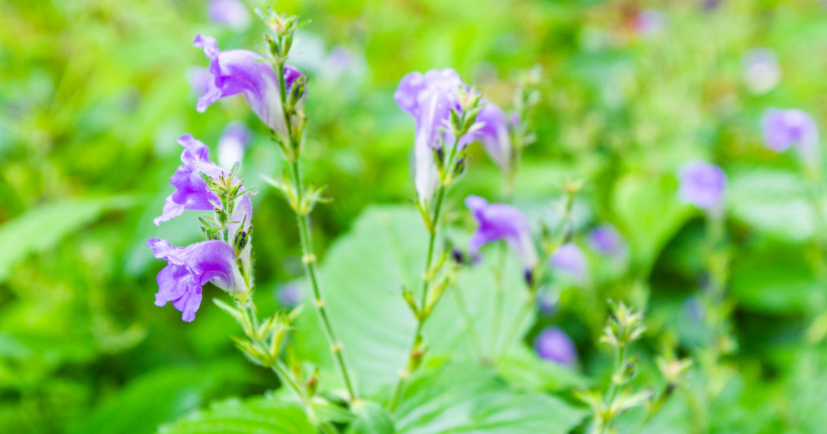 Strobilanthes | Trebah Garden Cornwall
