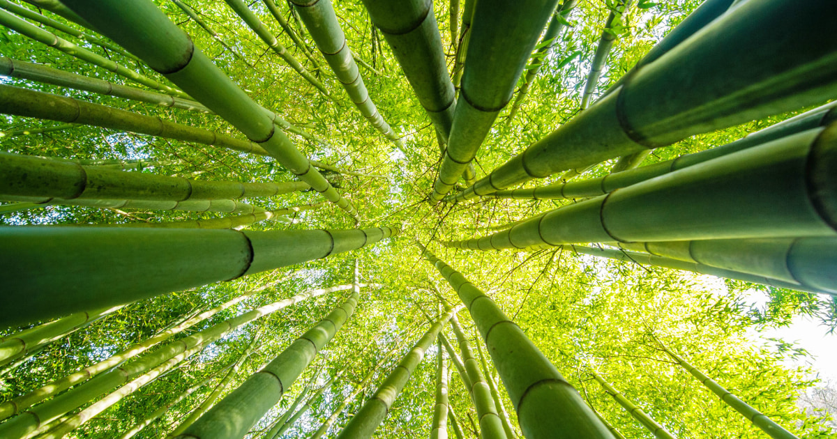 Phyllostachys | Trebah Garden Cornwall