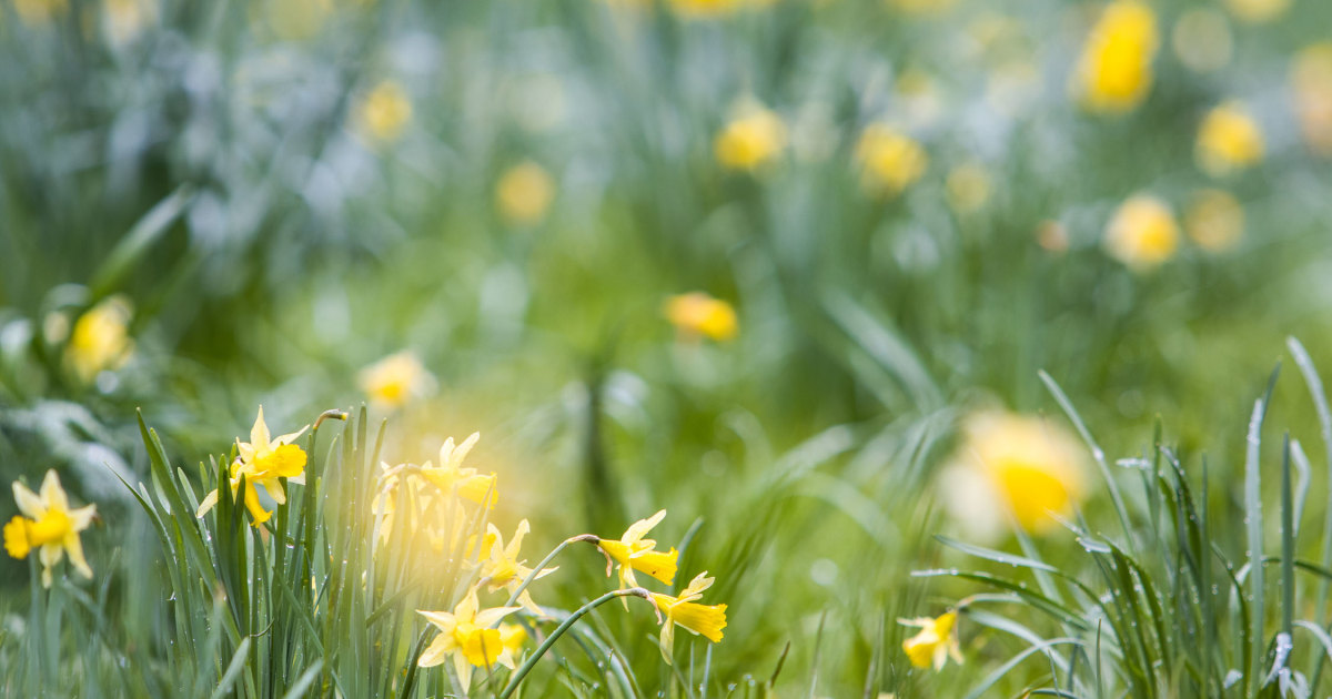 Looking Good In March | Trebah Garden Cornwall