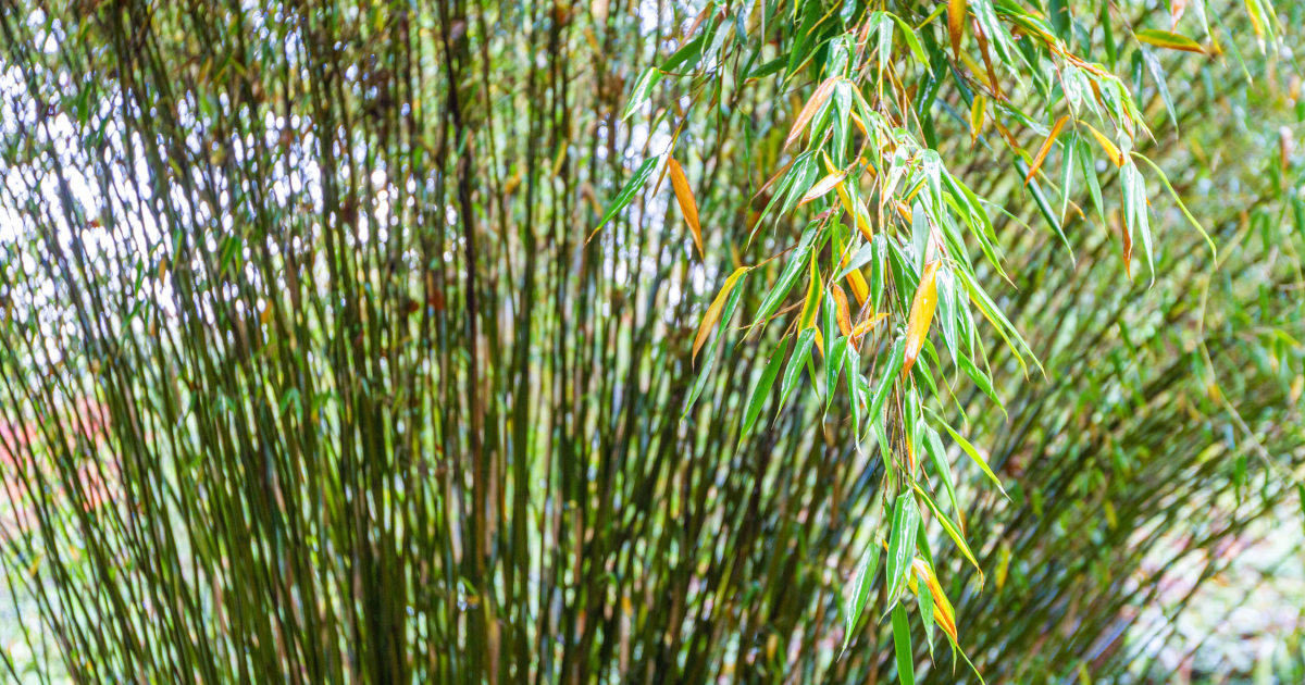 Thamnocalamus | Trebah Garden Cornwall