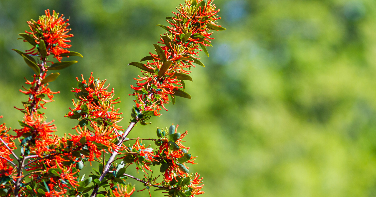 Embothrium | Trebah Garden Cornwall