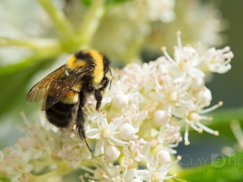 Does the rusty-patched bumblebee really matter? Does anything?