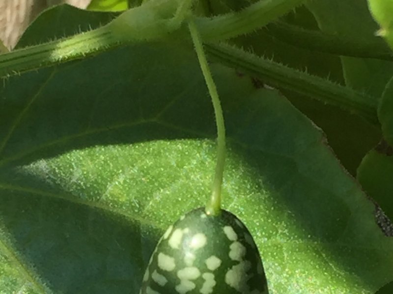 Imagine a cucumber that looks like a grape-sized watermelon and tastes ...