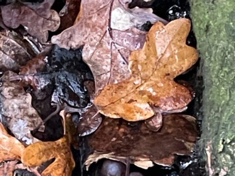 How Oxleas Woods became a ‘line in the sand’ for the environmental movement