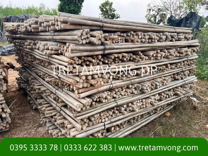 Sào tre phơi mủ cao su rss, bằng tầm vông. Tăng chất lượng mủ khi sấy