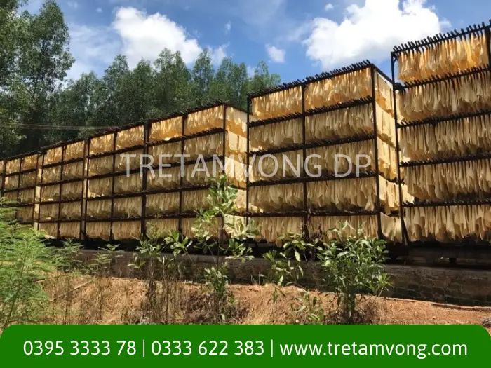 Cao su RSS3 là gì? Hiểu rõ về loại cao su quan trọng trong công nghiệp