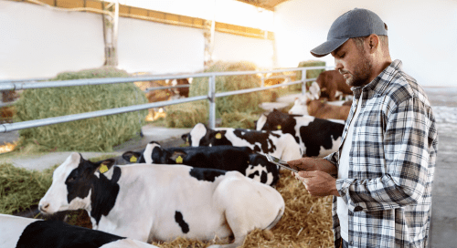 New producers are the future of safe and productive dairy farms: 5 tips ...