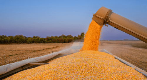 Grain entrapment: 5 tips to plan, prepare and prevent tragedy