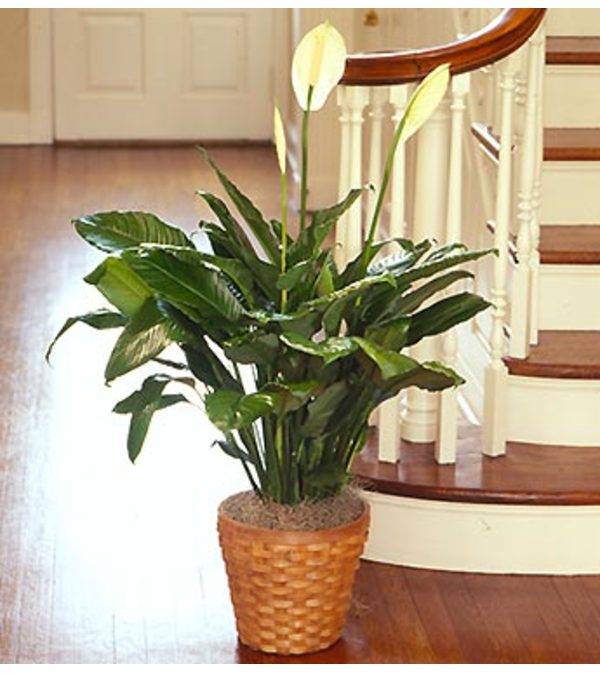 Spathiphyllum Floor Plant for Sympathy - Houston, TX Florist Spathiphyllum Floor Plant for Sympathy - Houston, TX Florist