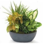 Send Planter - Long Planter - 710D in Tiffin, OH - Tom Rodgers Flowers