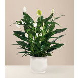 Send Comfort Planter - FTD in Iowa City, IA - Sueppel's Flowers