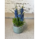 Send Grape Hyacinth in Thimble Pot in Madisonville, KY - Metcalfe ...