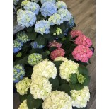 Send Lush Blooming Hydrangea plant in Chatham, ON - Syd Kemsley Florist