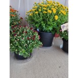 Send Blooming Mum Plant in Custer, SD - Petals & Pages