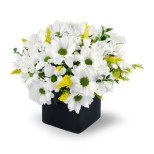 Send Daisy Delight in New Rochelle, Westchester, NY - Enchanted Flowers