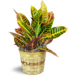 Send Croton Plant in Katy-Houston, TX - Cantutas Florist