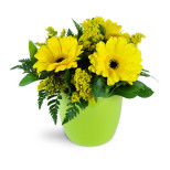 Morning Sunbeam Daisy Vase™ - Send to Mineola, Long Island, NY Today!