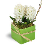 Send White Hyacinth Planter™ in Upper West Side, NY - Matles Florist