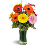 Daisy Rainbow™ - Send to Mineola, Long Island, NY Today!