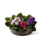 Send The FTD® African Violets in Iowa City, IA - Sueppel's Flowers