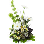 Gerbera Daisy Remembrance™ - Send to Mineola, Long Island, NY Today!